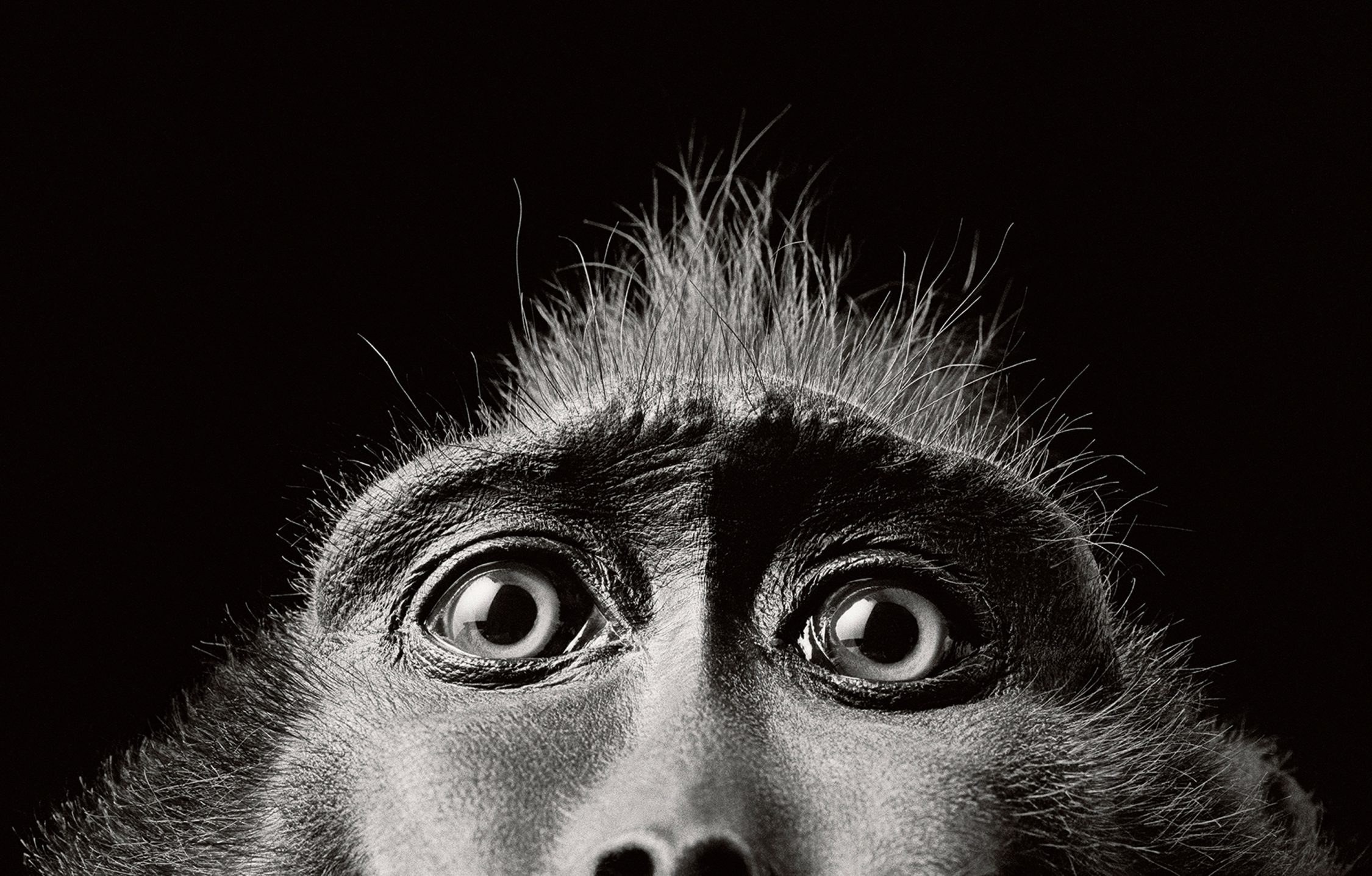 Overview – Tim Flach